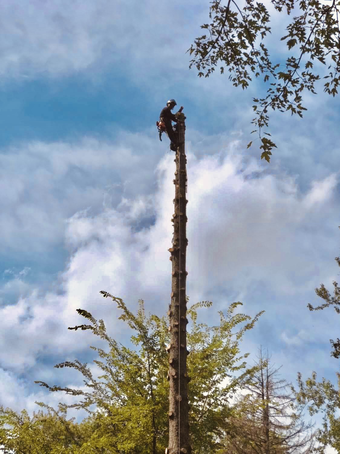 High Definition Tree Service LLC | The Smart Choice For Tree Lovers